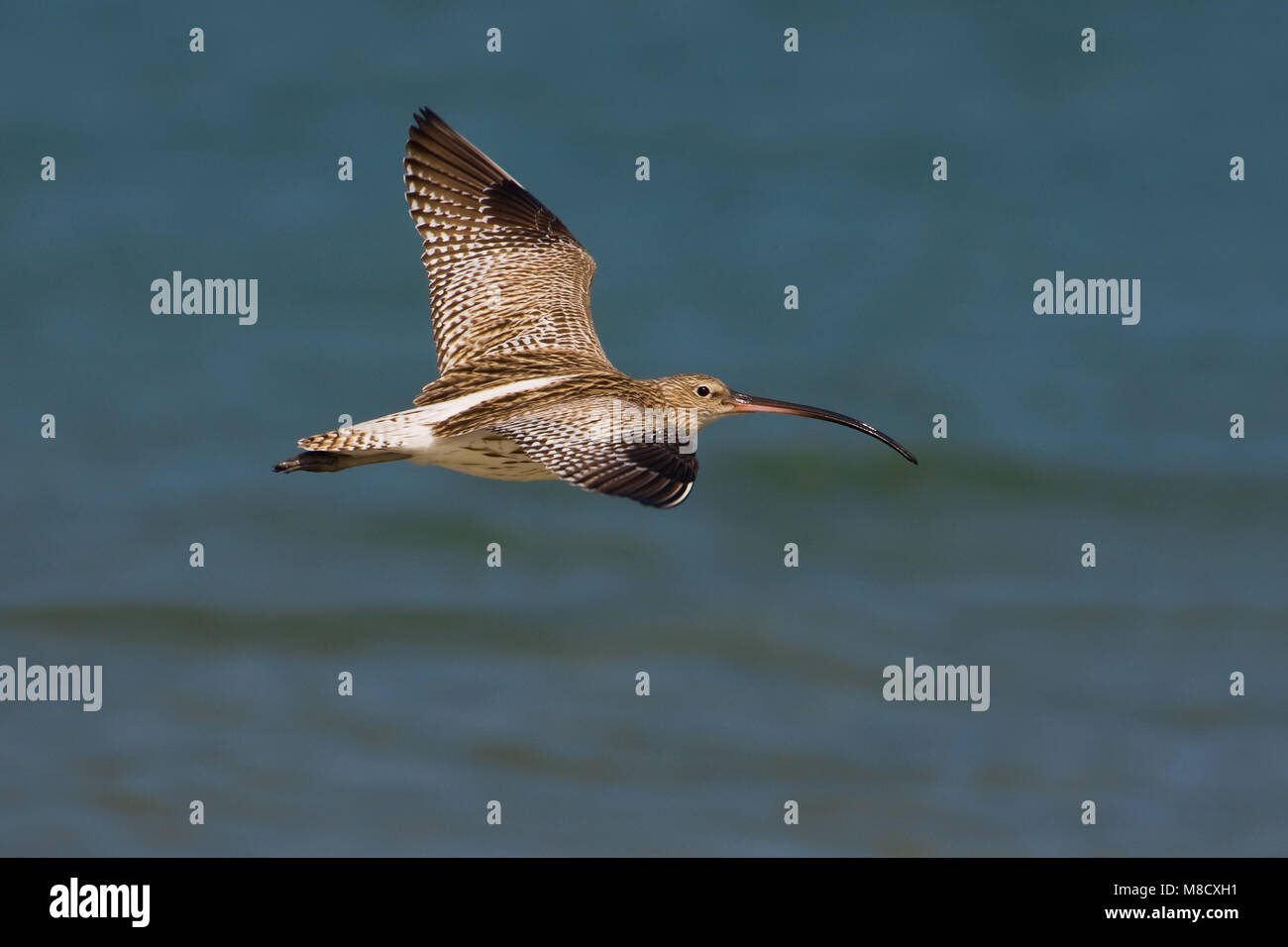 Curlew in flight hi-res stock photography and images - Alamy