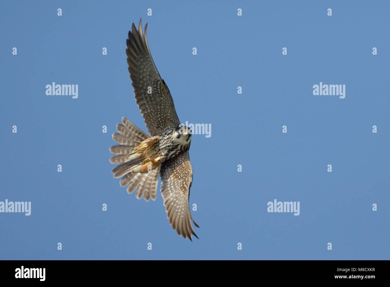 Eurasian Hobby flying; Boomvalk vliegend Stock Photo - Alamy