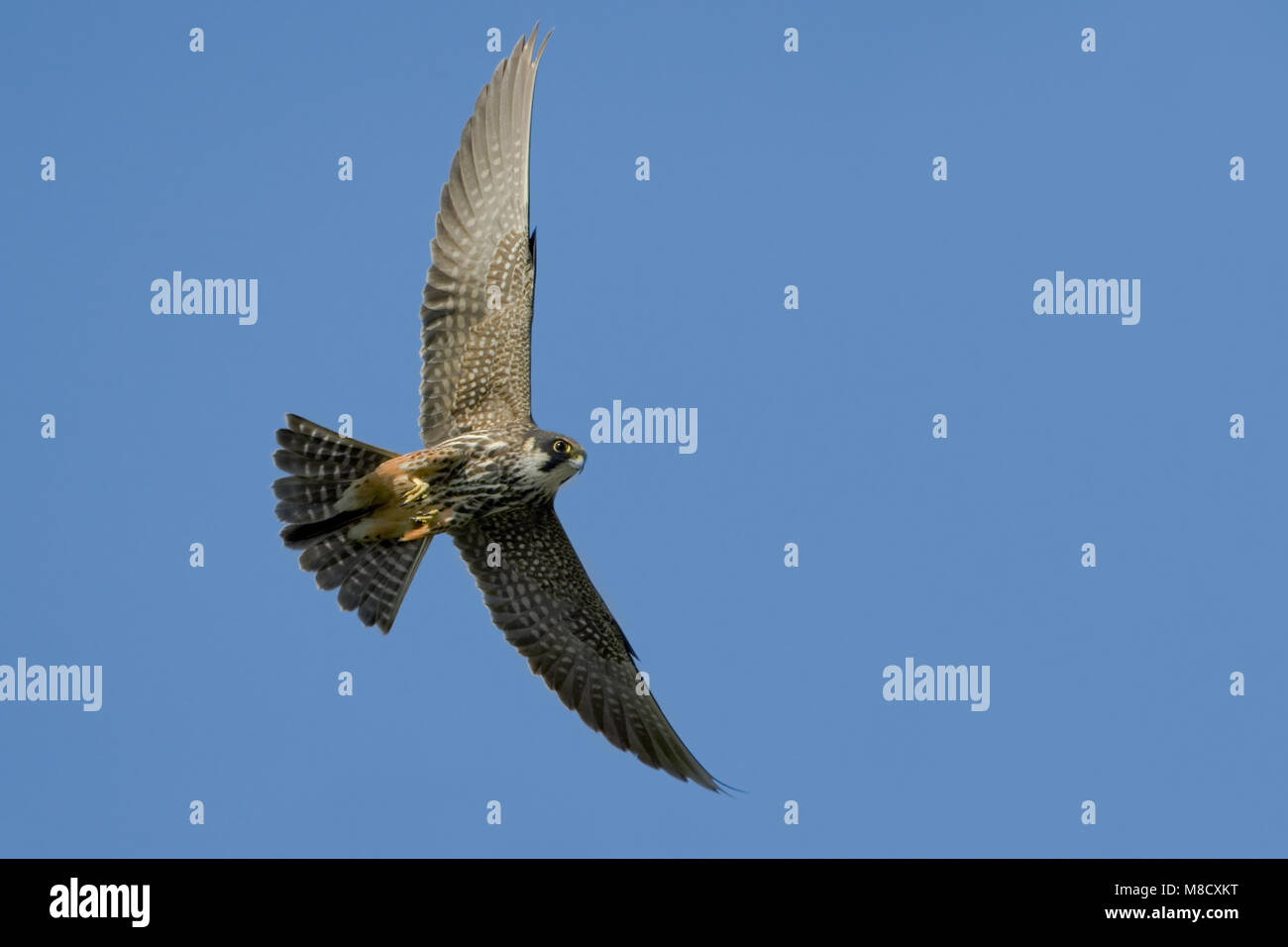 Eurasian Hobby flying; Boomvalk vliegend Stock Photo - Alamy