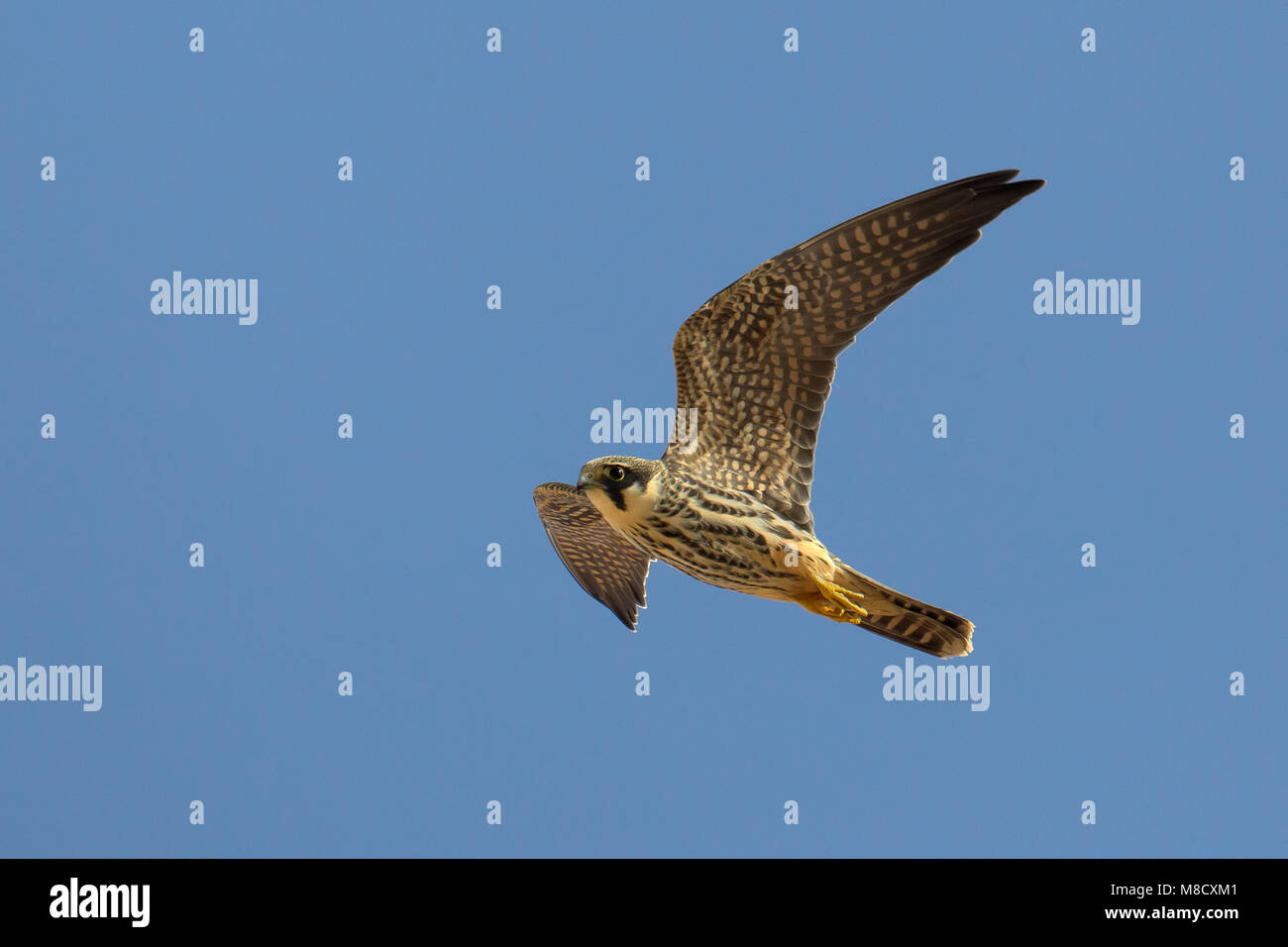 Eurasian hobby in flight hi-res stock photography and images - Alamy