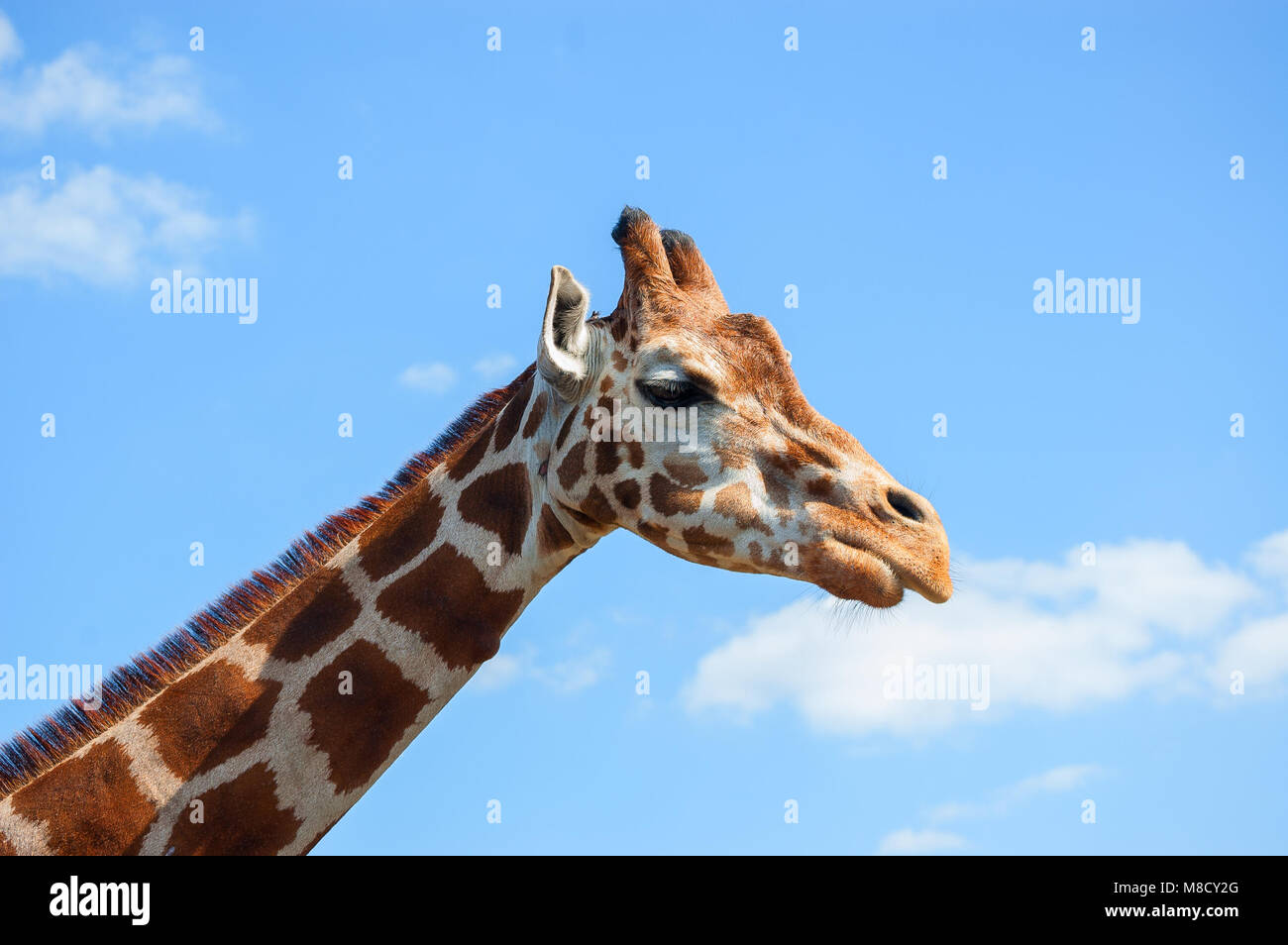 Blue giraffe funny hi-res stock photography and images - Alamy