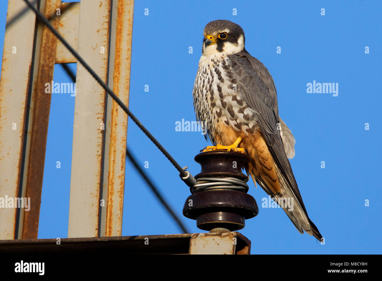Boomvalk High Resolution Stock Photography and Images - Alamy