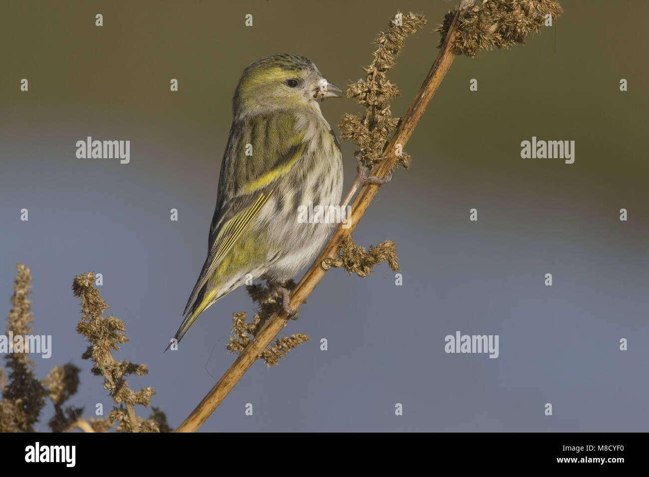 Juvenile siskin hi-res stock photography and images - Alamy