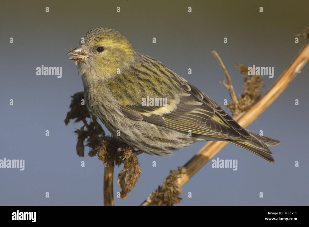 Juvenile siskin hi-res stock photography and images - Alamy