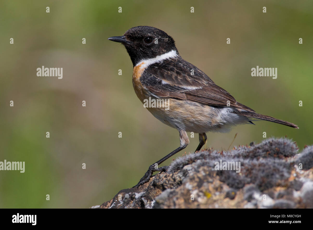 European stonechat hi-res stock photography and images - Alamy