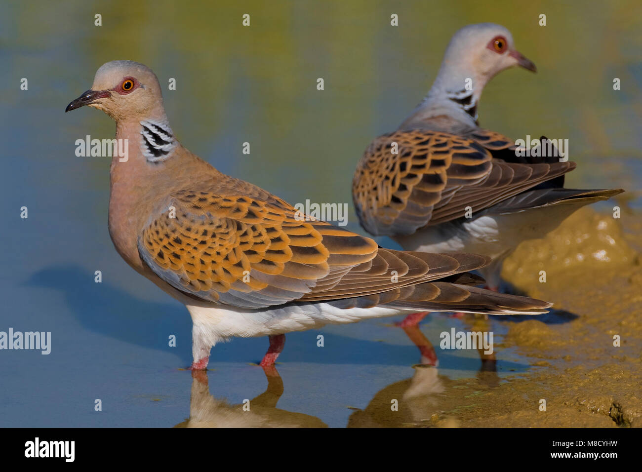 Zomertortel bij drinkplaats; European Turtle Dove at drinking site ...