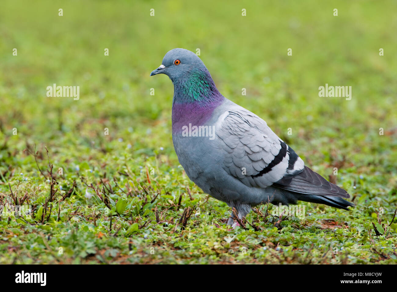 Postduif, Feral Pigeon Stock Photo - Alamy