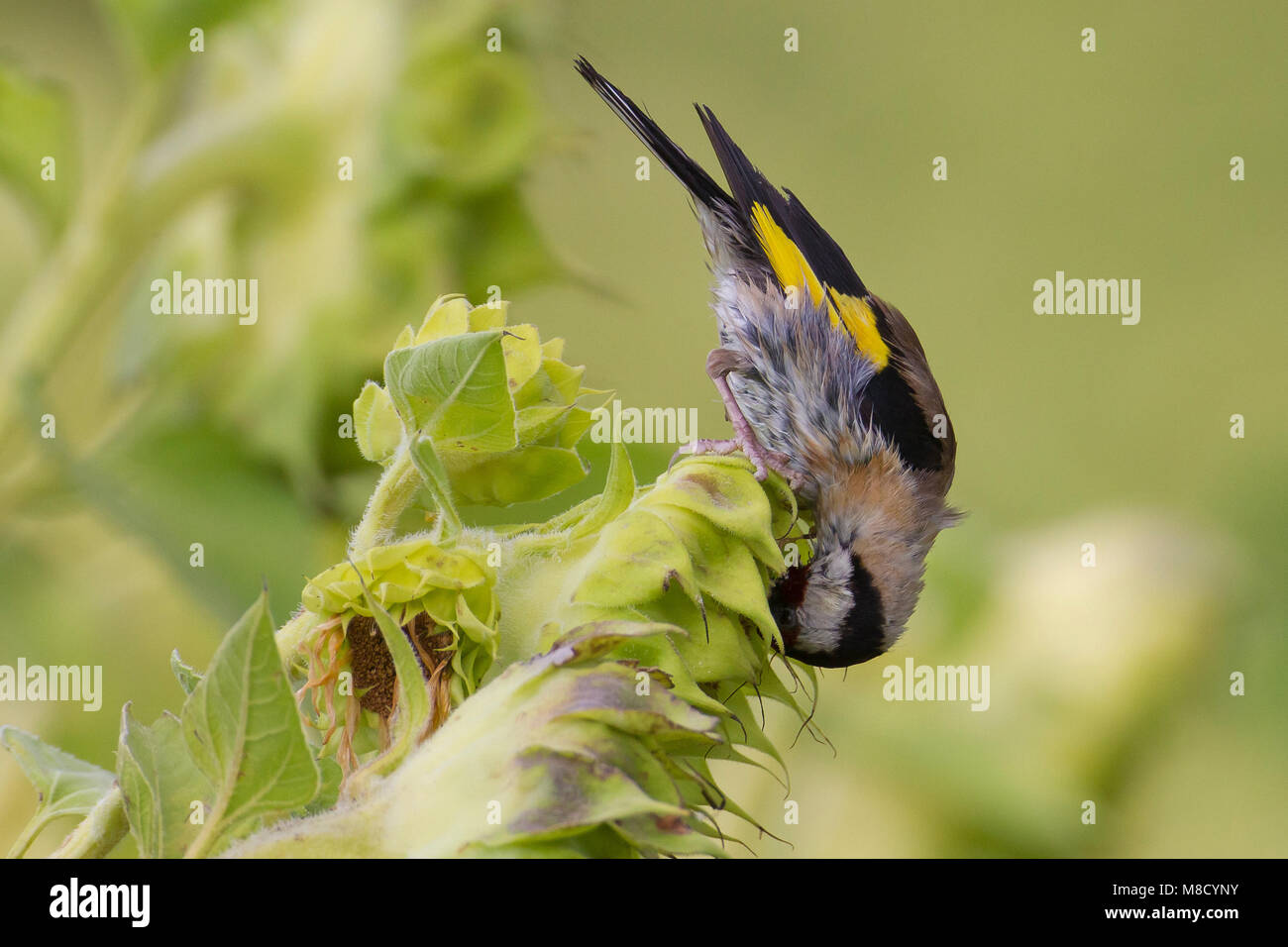 Goldfinch and sunflower hi-res stock photography and images - Alamy