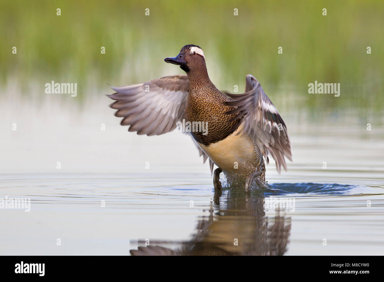 Garganey drake hi-res stock photography and images - Alamy