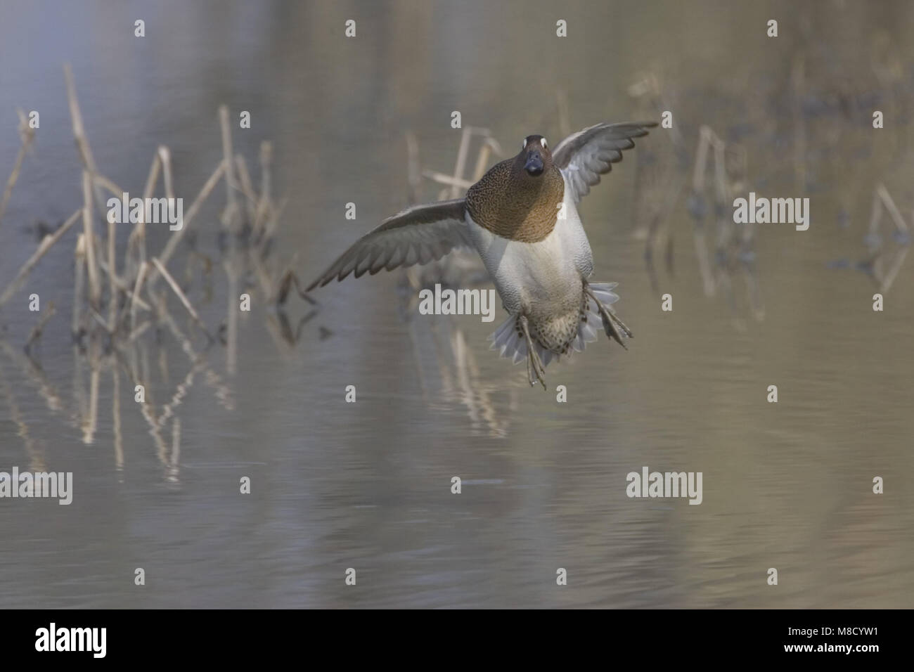 Garganey male flying; Zomertaling man vliegend Stock Photo - Alamy