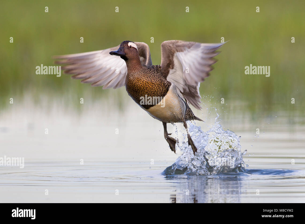 Garganey Duck Flying High Resolution Stock Photography and Images - Alamy