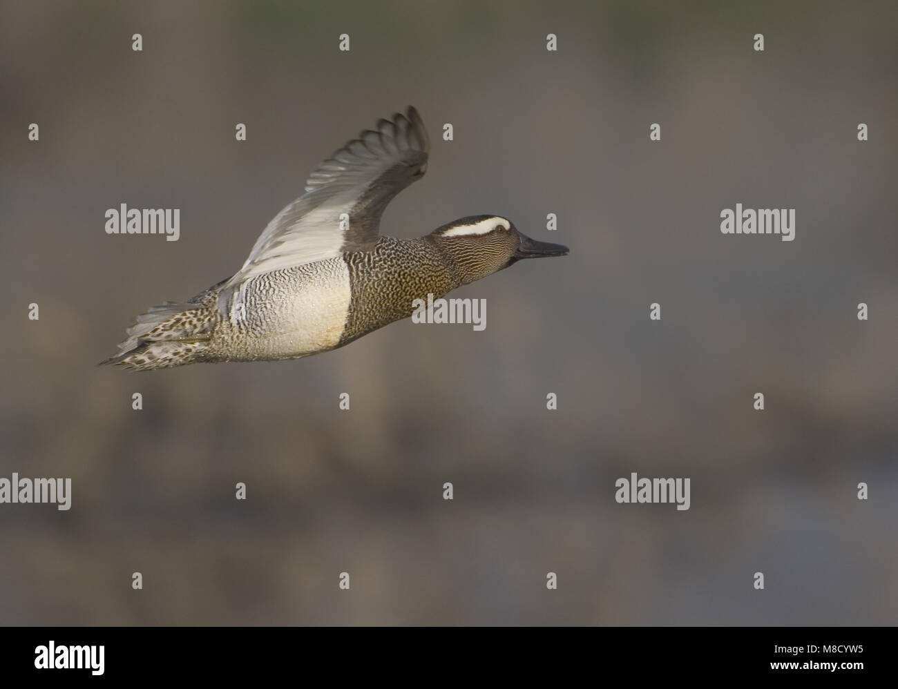 Garganey male flying; Zomertaling man vliegend Stock Photo - Alamy