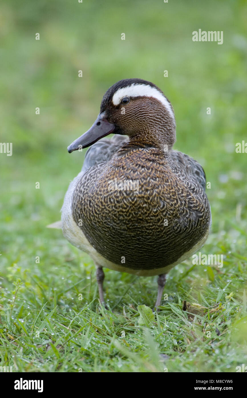 Garganey male standing in grass; Zomertaling man staand in het gras ...