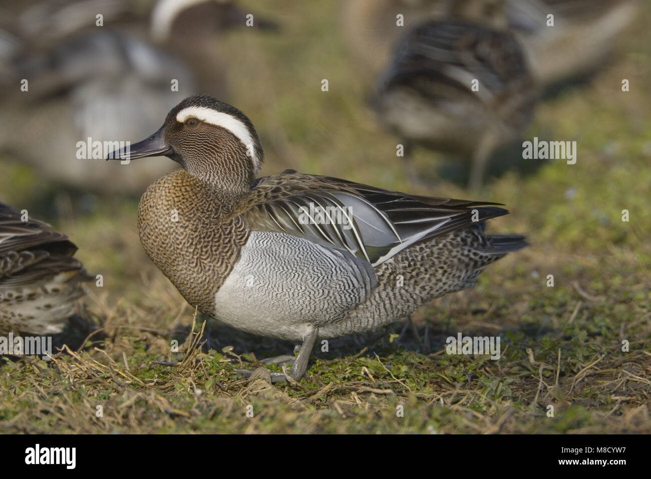 Zomertaling hi-res stock photography and images - Alamy