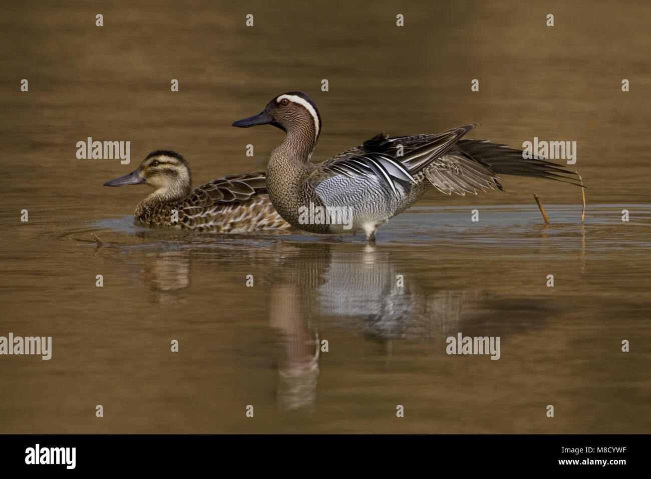 Zomertaling hi-res stock photography and images - Alamy