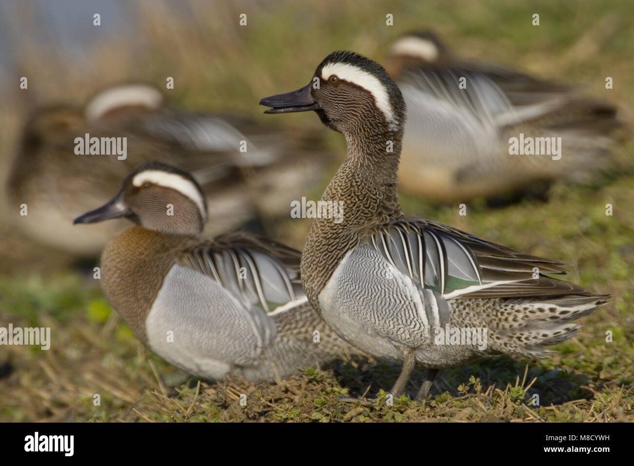 Zomertaling hi-res stock photography and images - Alamy