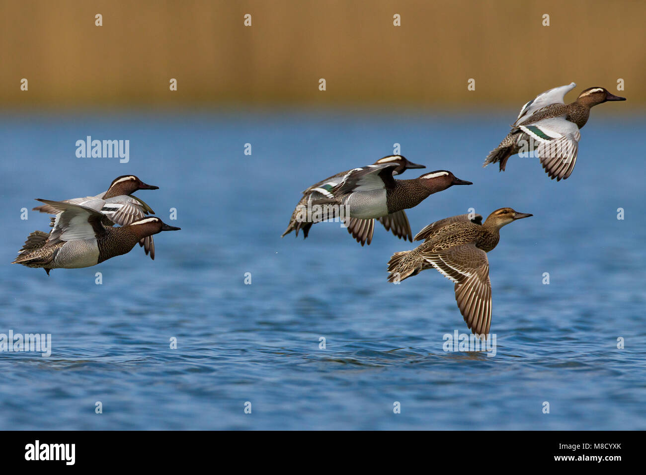 Garganey duck flying hi-res stock photography and images - Alamy
