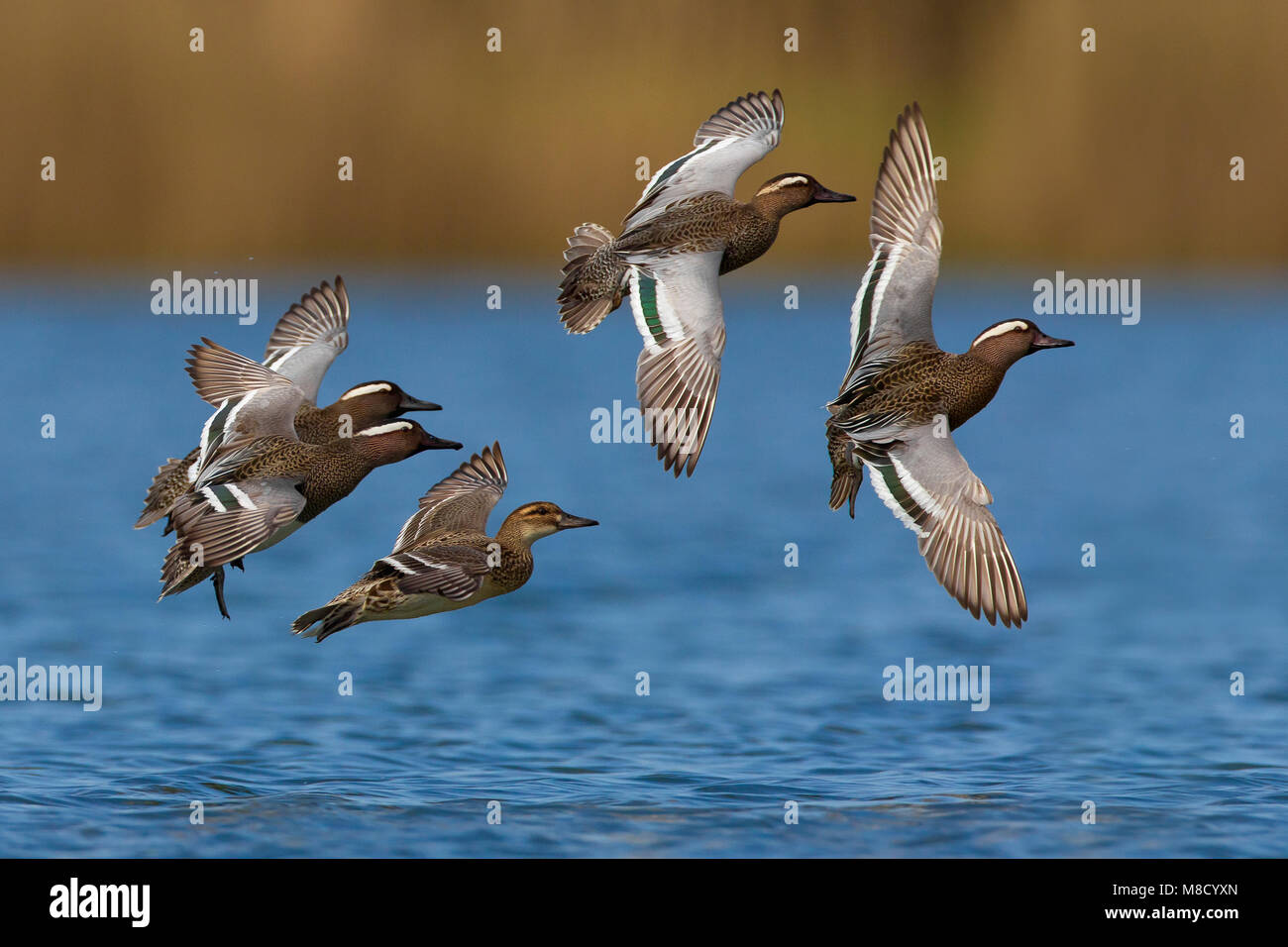 Groep Zomertalingen in de vlucht; Flock of Garganey in flight Stock ...