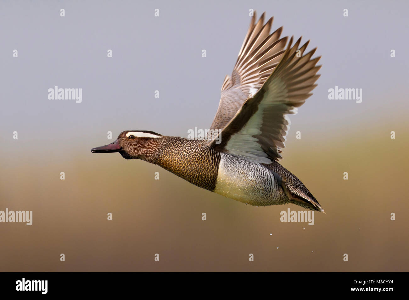 Mannetje Zomertaling in de vlucht; Male Garganey in flight Stock Photo ...