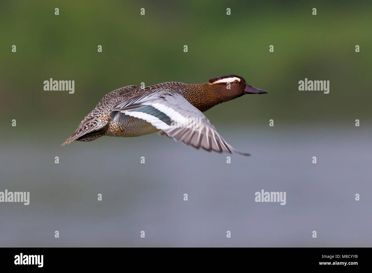 Mannetje Zomertaling in de vlucht; Male Garganey in flight Stock Photo ...
