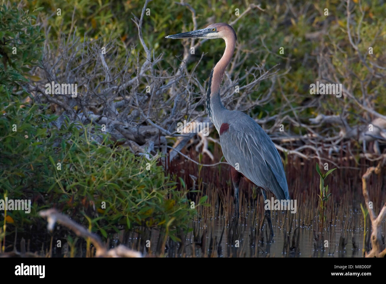 Volwassen Reuzenreiger; Adult Goliath Heron Stock Photo - Alamy