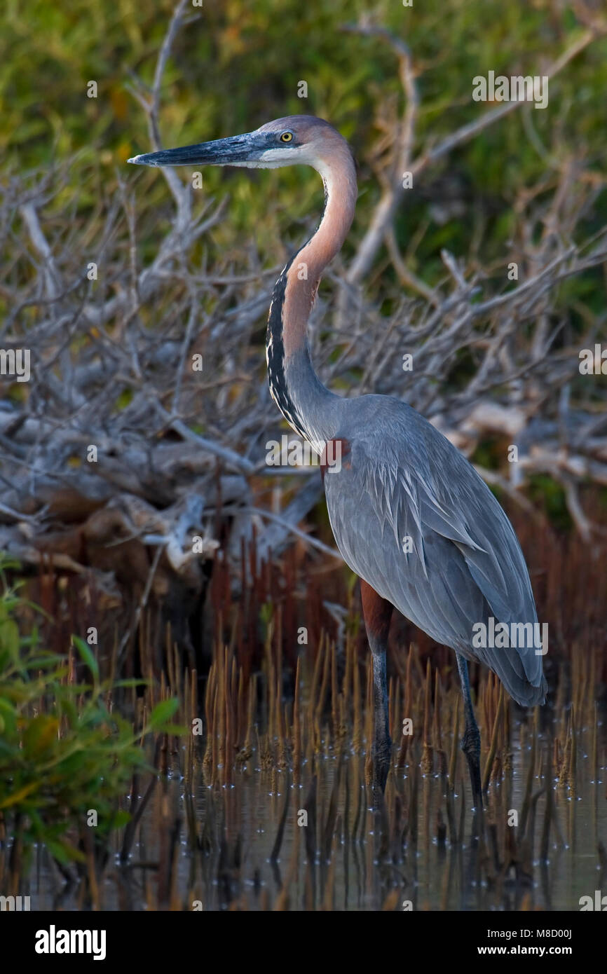Volwassen Reuzenreiger; Adult Goliath Heron Stock Photo - Alamy