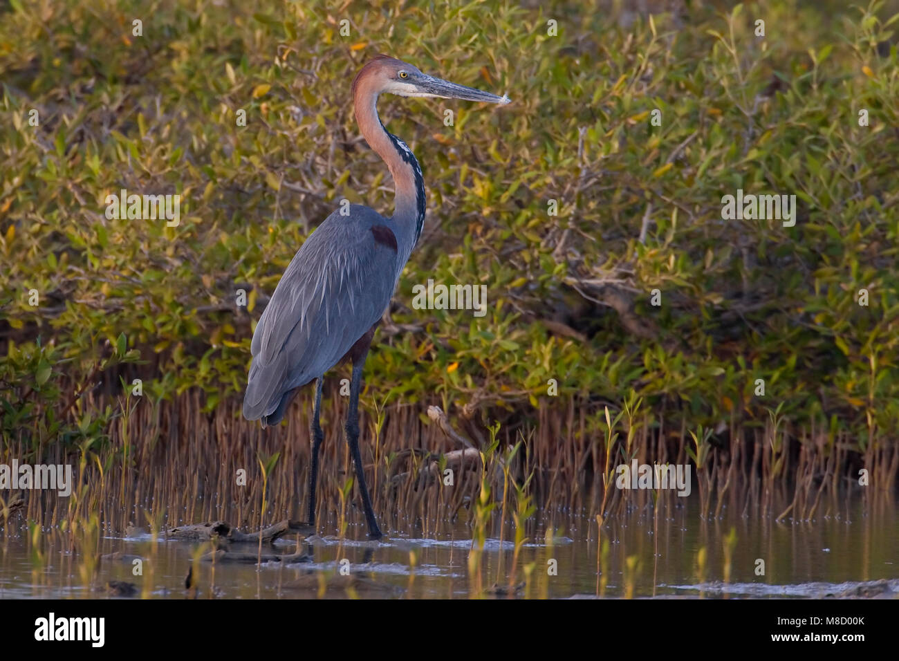 Volwassen Reuzenreiger; Adult Goliath Heron Stock Photo - Alamy