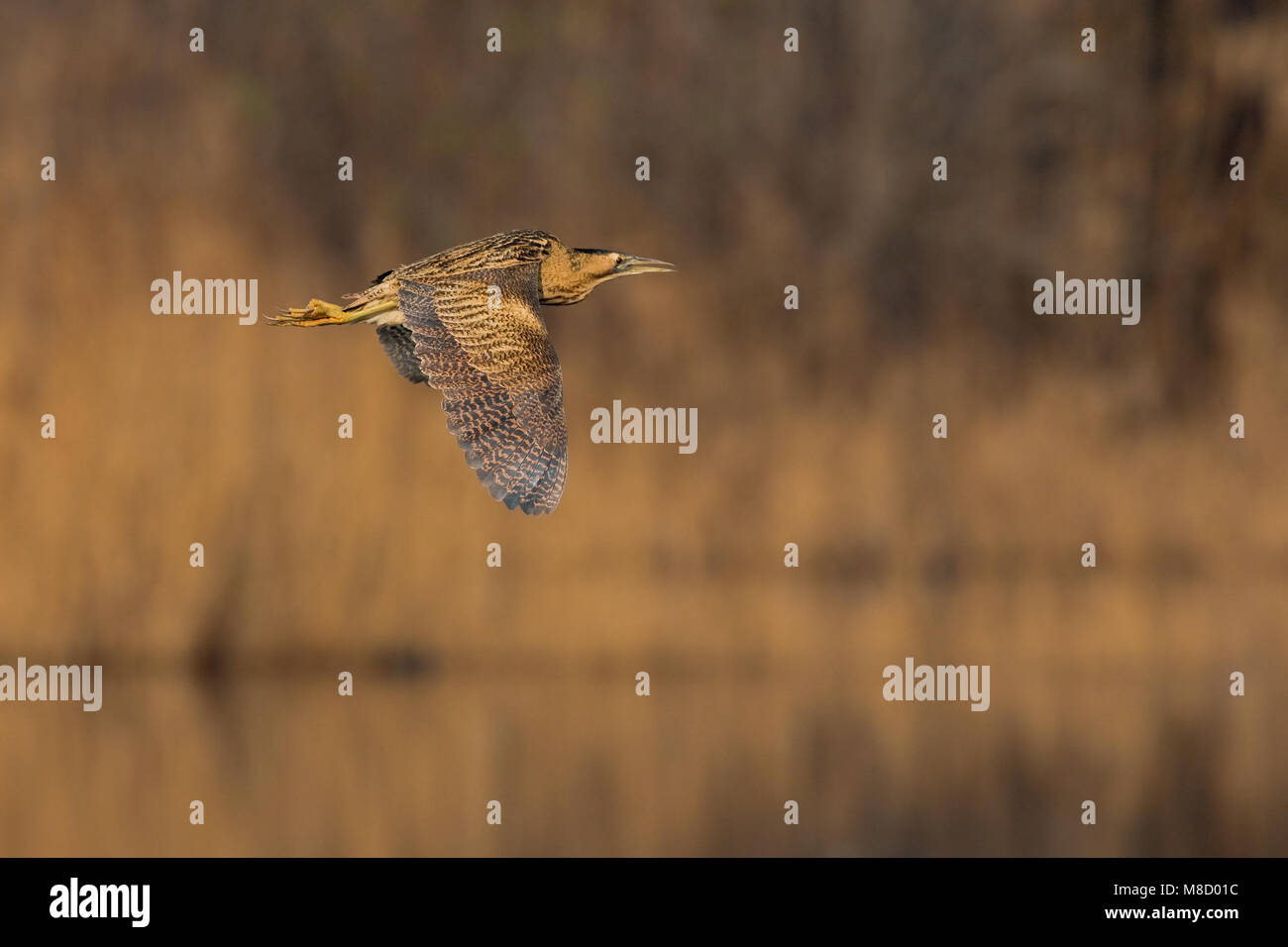 Bittern bird flying hi-res stock photography and images - Alamy