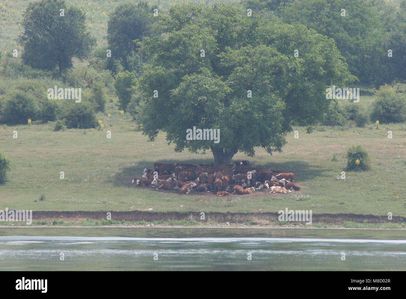 A herd of cows lying in the shade under a tree after grazing. Landscape ...