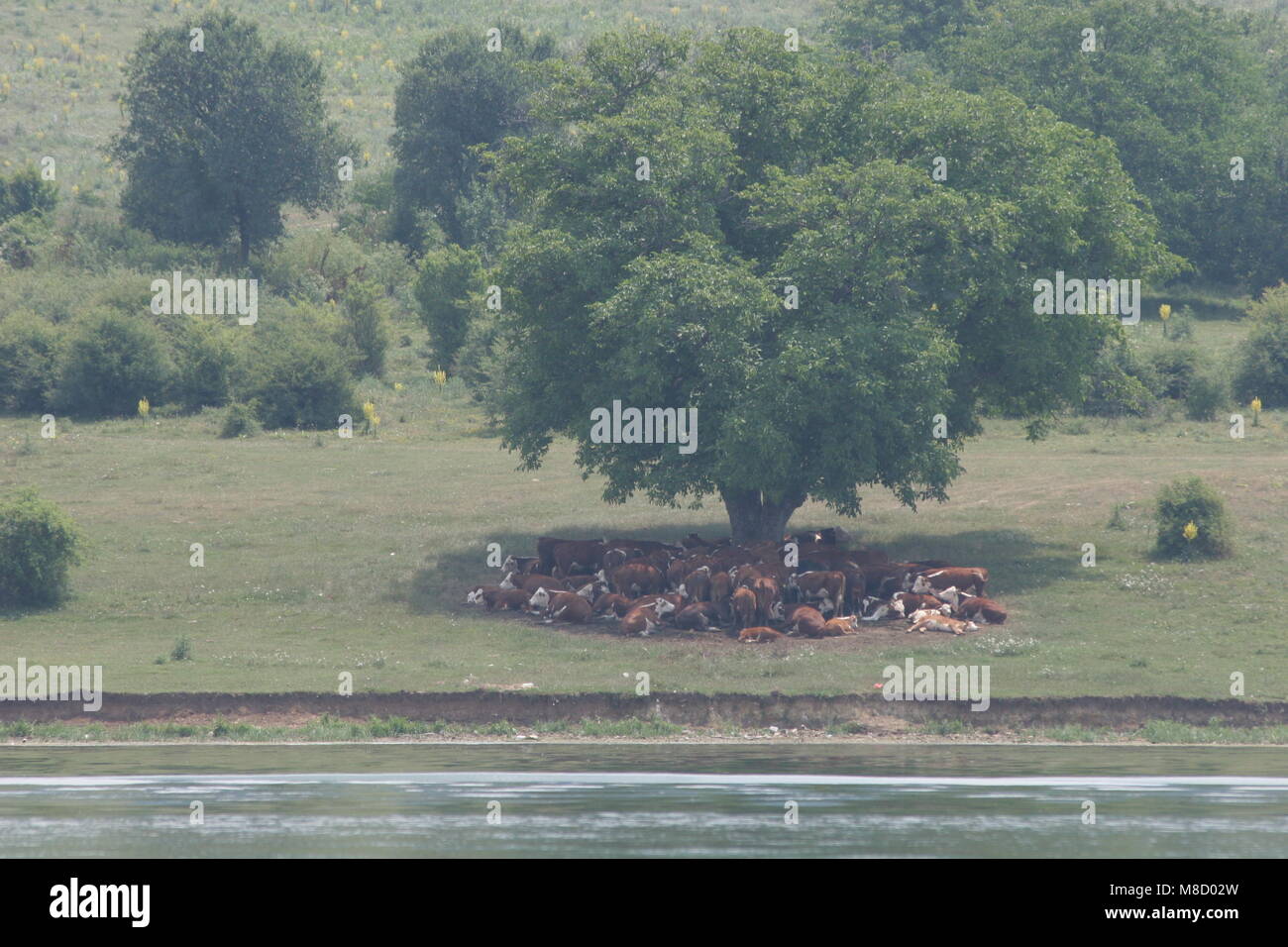 A herd of cows lying in the shade under a tree after grazing. Landscape ...