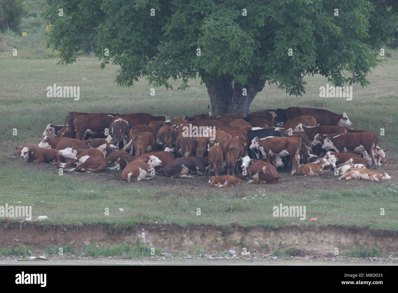 A herd of cows lying in the shade under a tree after grazing. Landscape ...