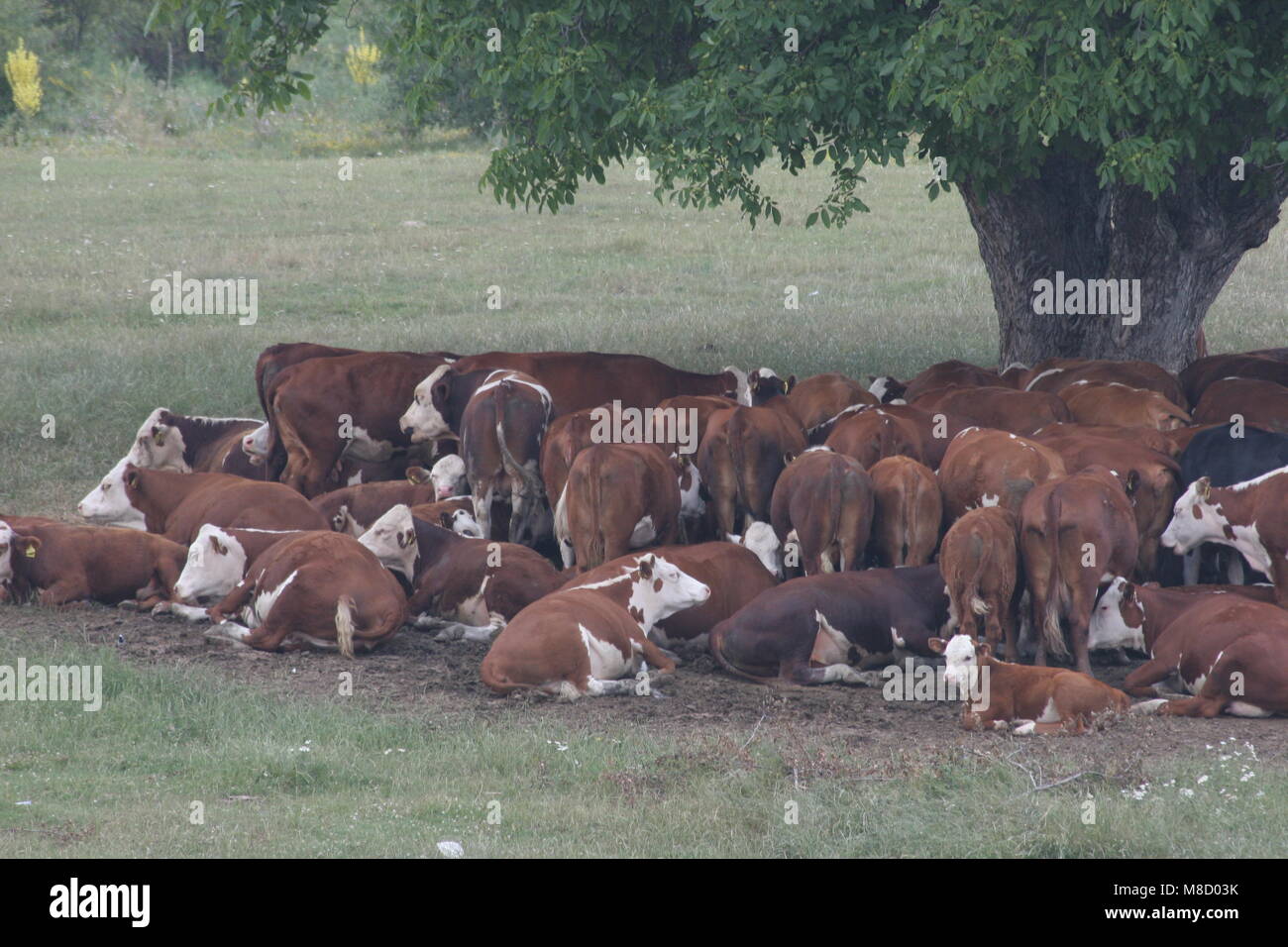 Cows tree shade hi-res stock photography and images - Alamy