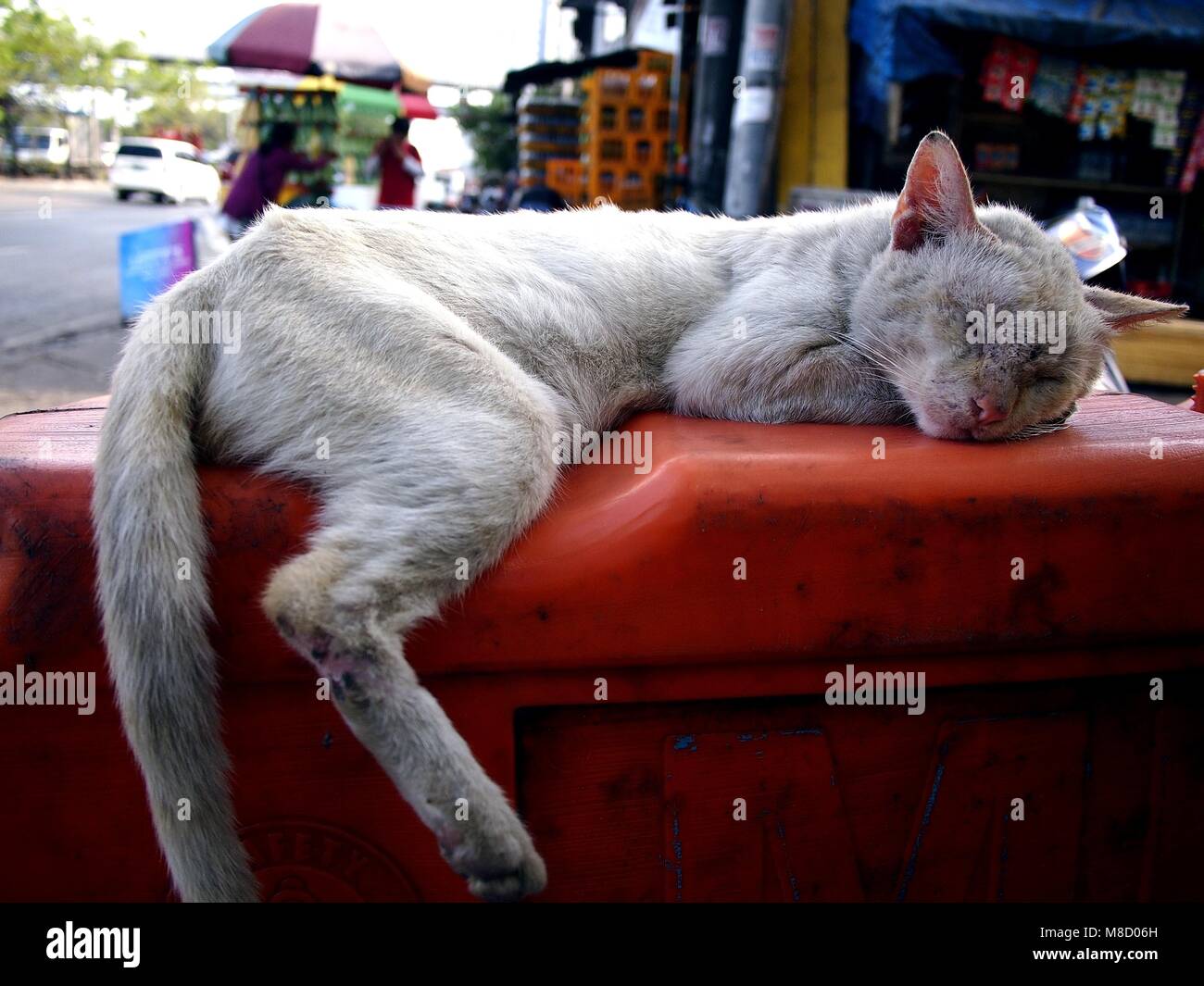Photo of a dirty cat sleeping on top of plastic road barrier Stock ...