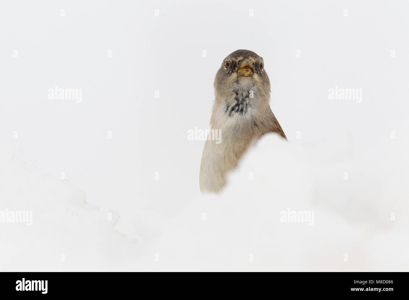 White winged snowfinch hi-res stock photography and images - Alamy