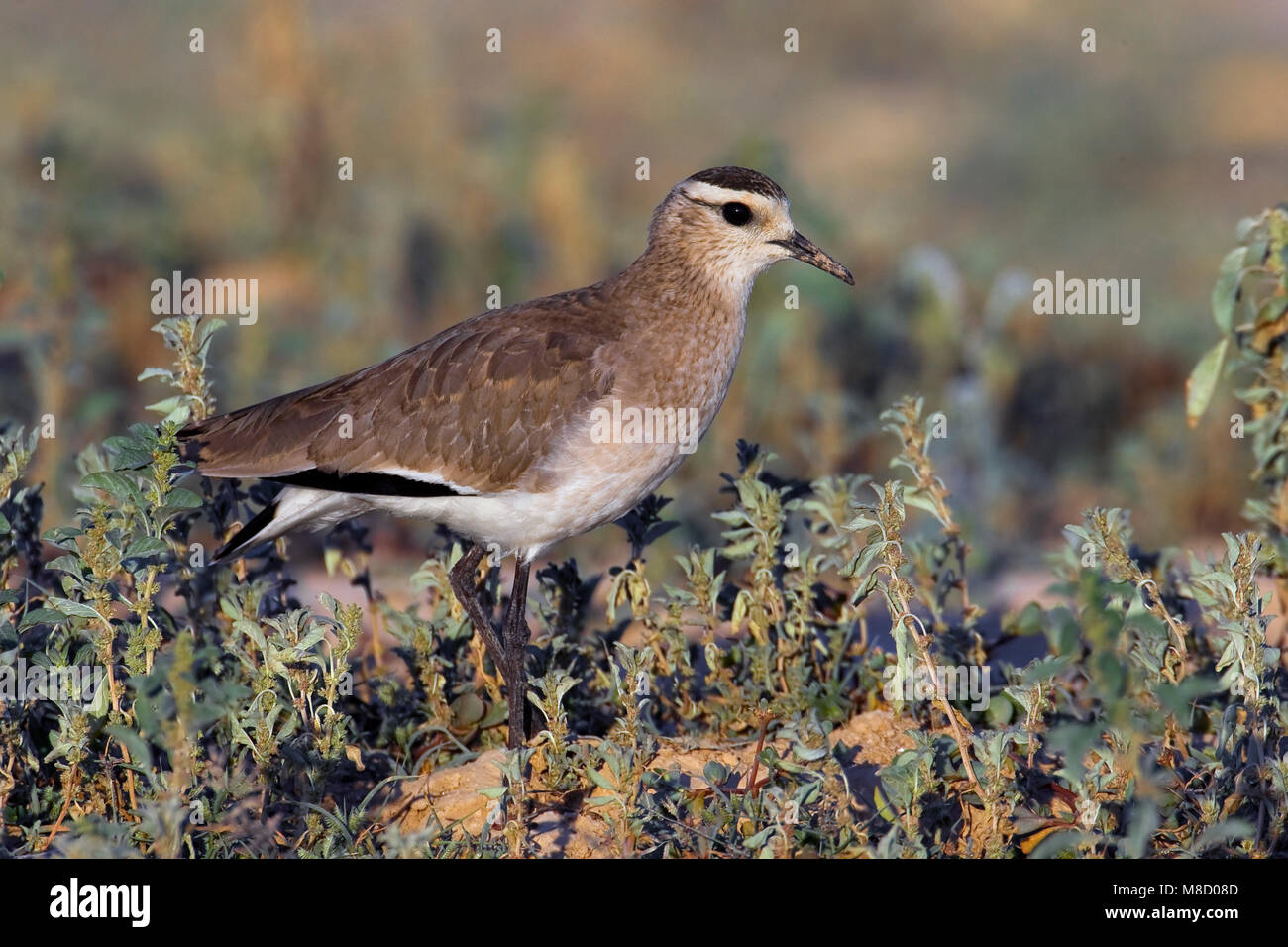 Sociable plover vanellus gregarius hi-res stock photography and images ...