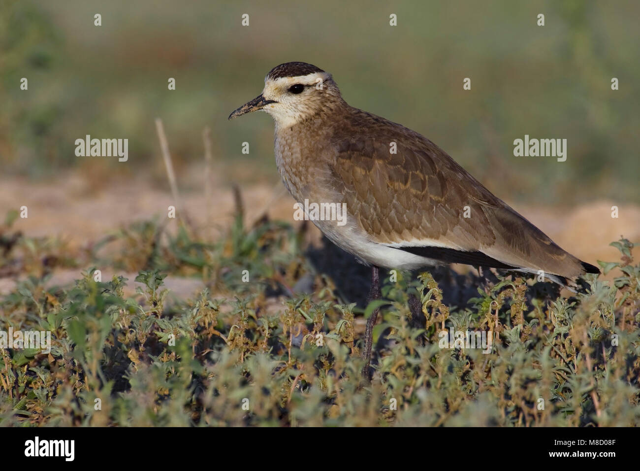 Sociable plover vanellus gregarius hi-res stock photography and images ...