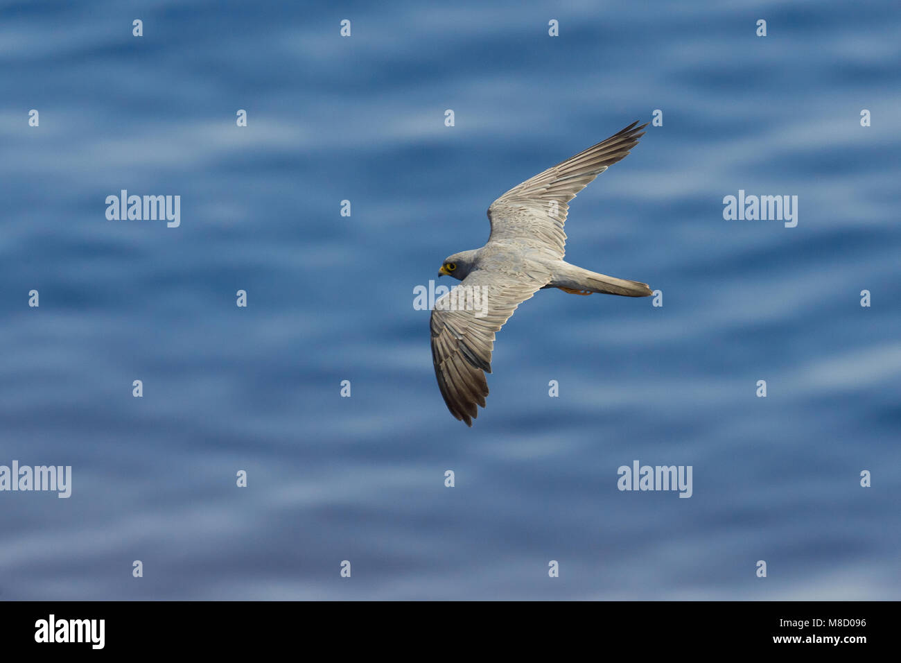 Sea falcon hi-res stock photography and images - Alamy