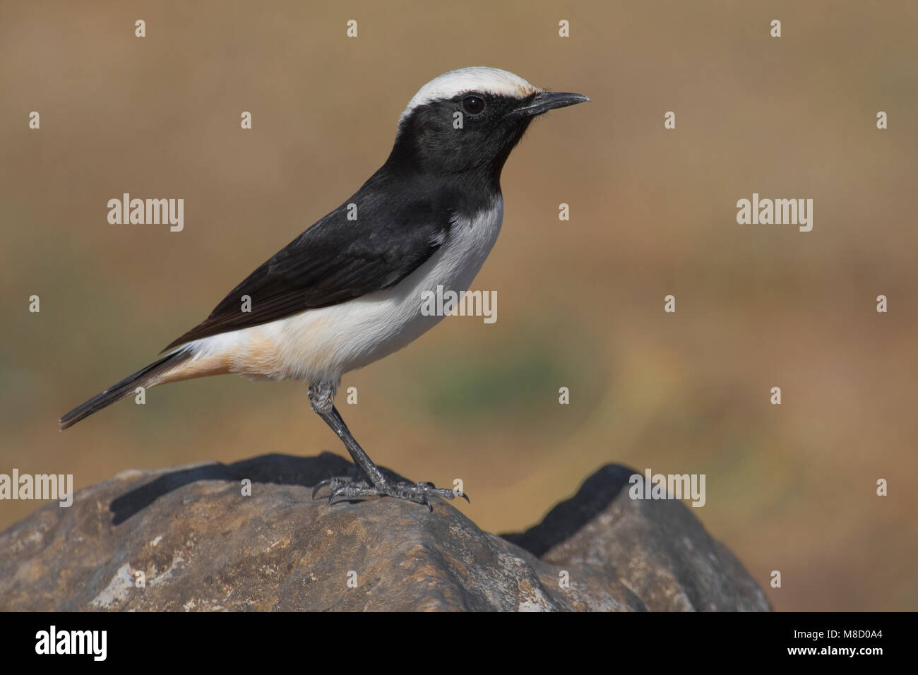 Oman and south arabian wheatear hi-res stock photography and images - Alamy