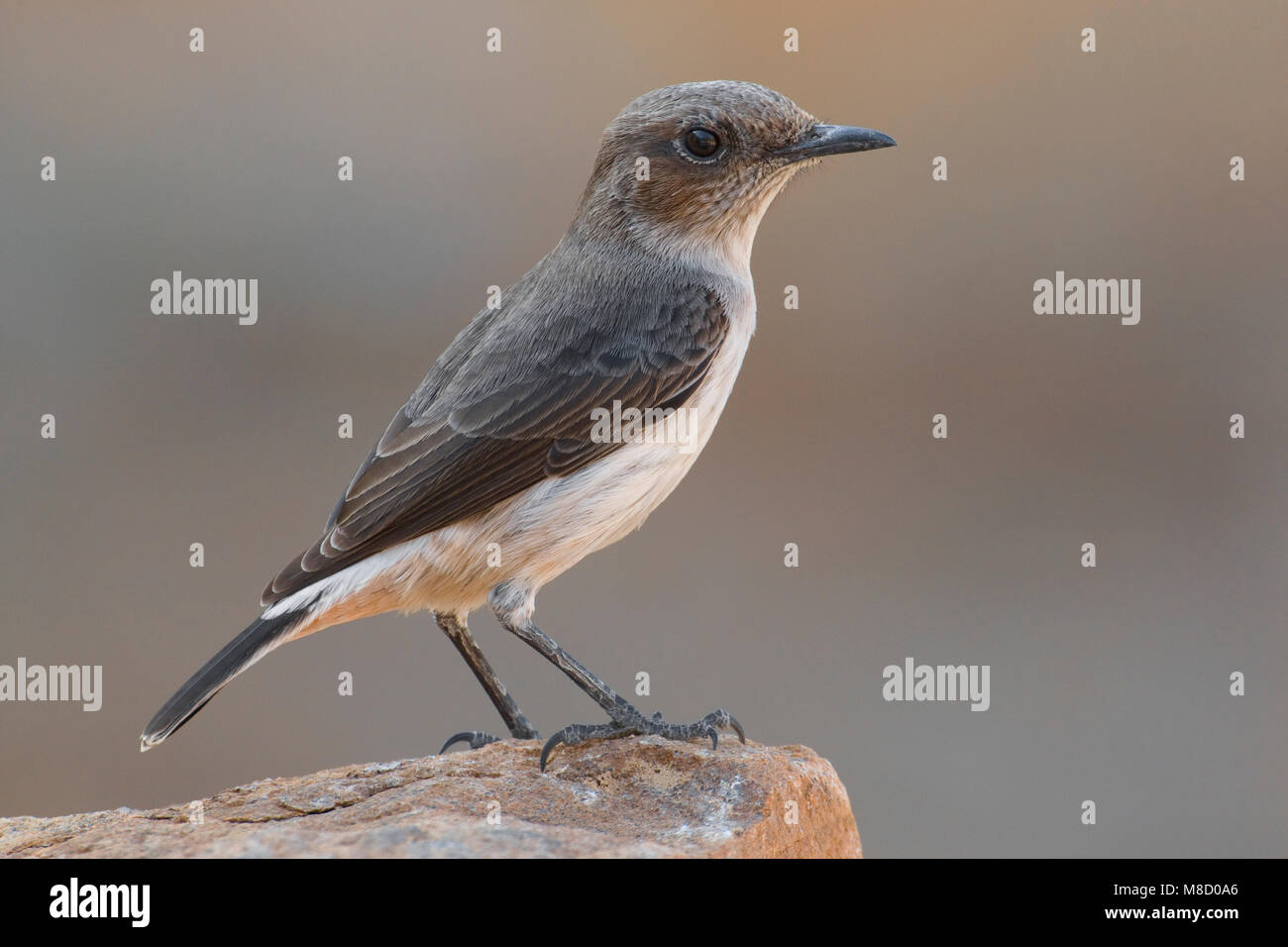 Vrouwtje Arabische Tapuit; Female South Arabian Wheatear Stock Photo ...