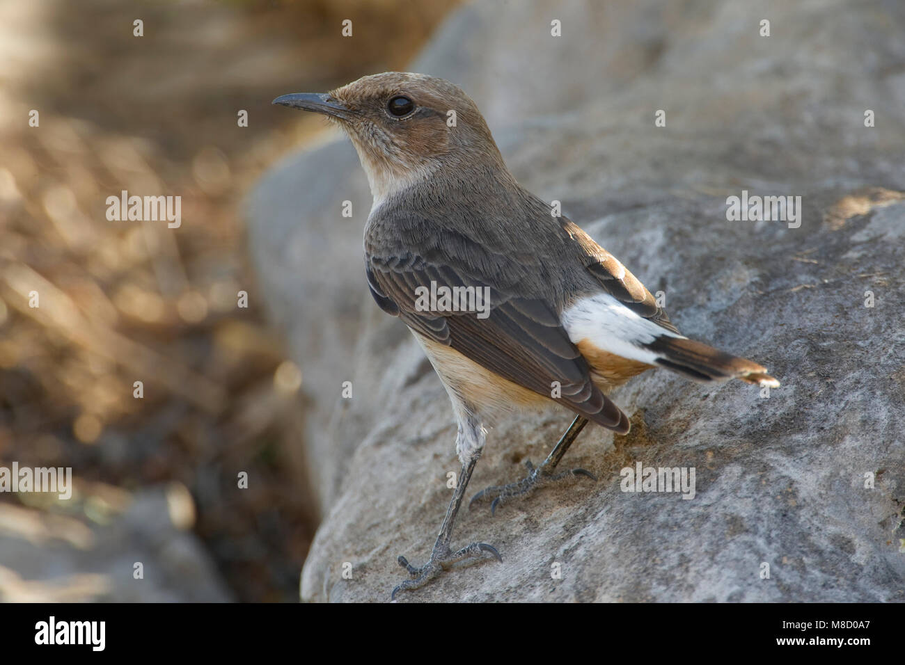 Vrouwtje Arabische Tapuit; Female South Arabian Wheatear Stock Photo ...