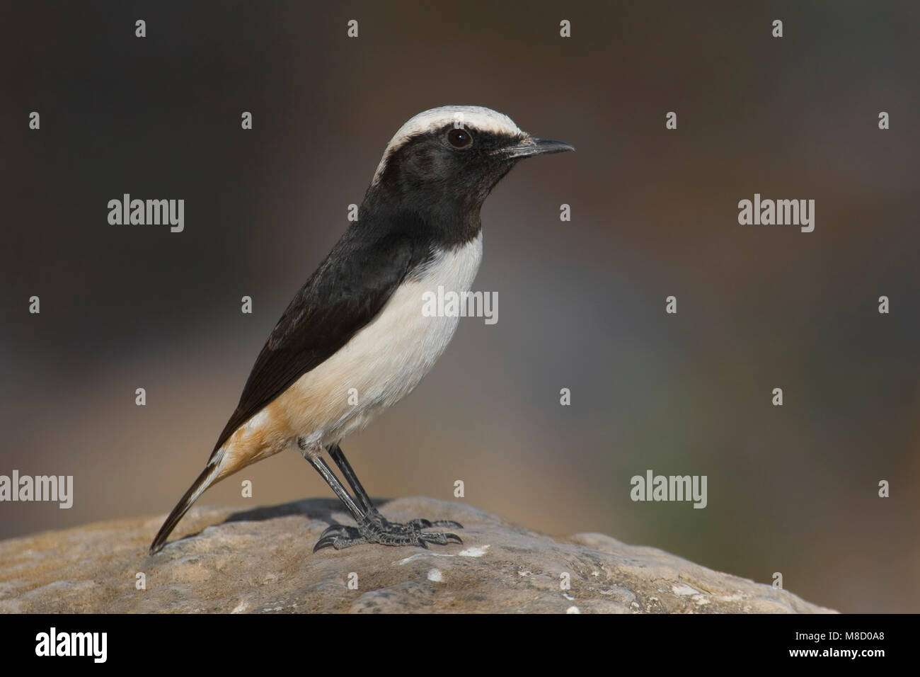 Mannetje Arabische Tapuit; Male South Arabian Wheatear Stock Photo - Alamy
