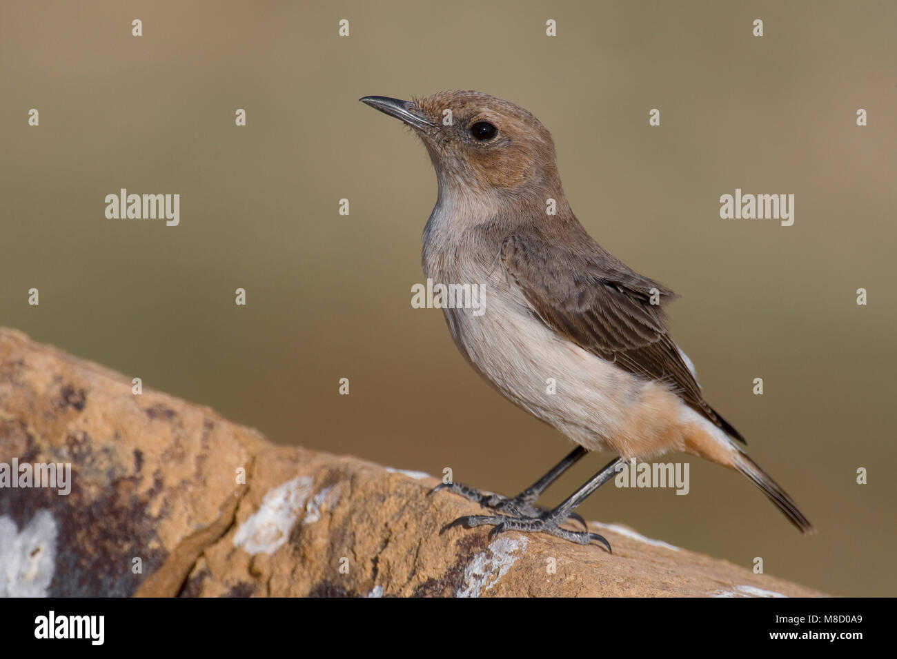 Arabische hi-res stock photography and images - Alamy