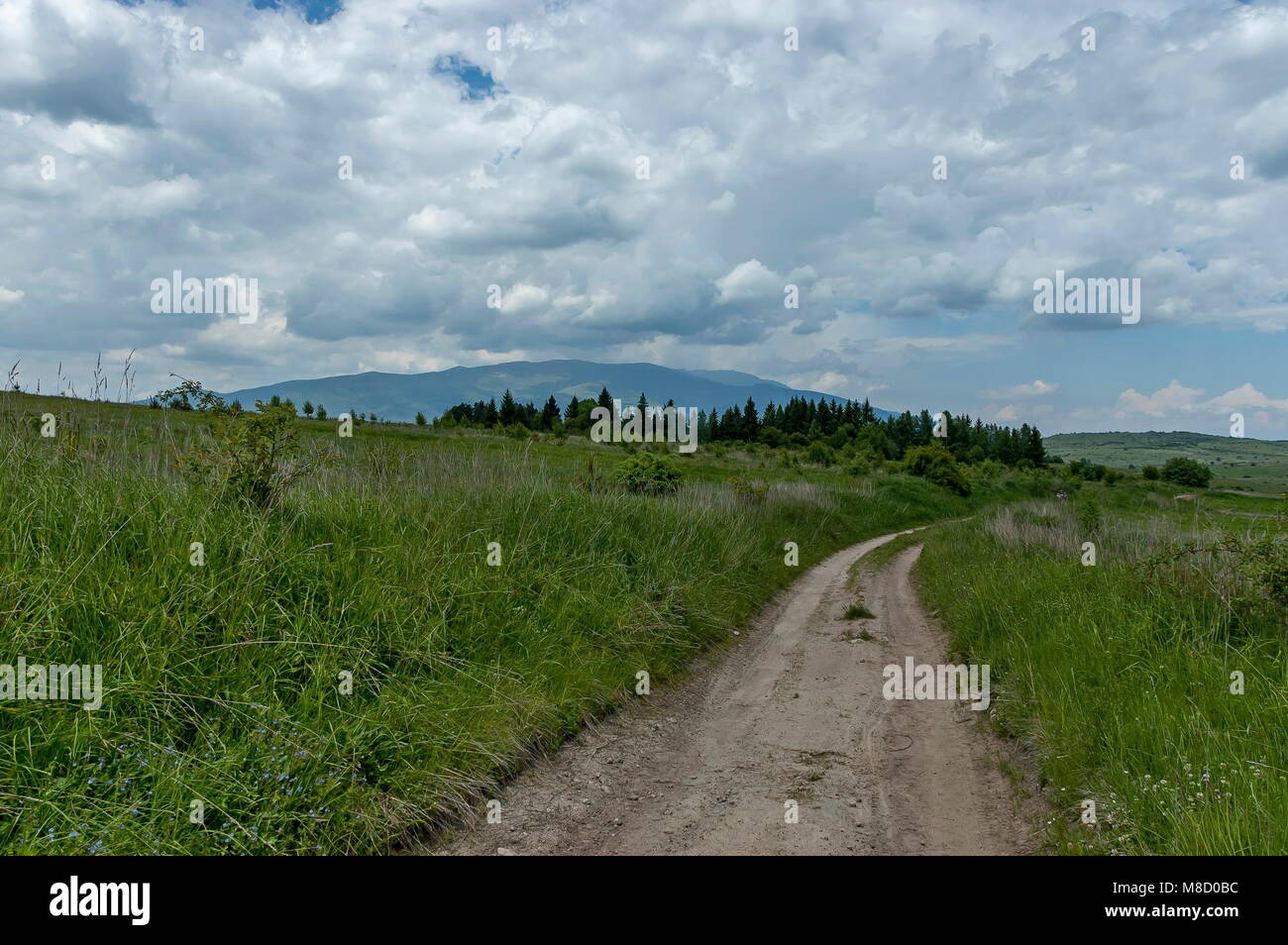 Majestic spring forest, fresh glade with different grass blossom ...