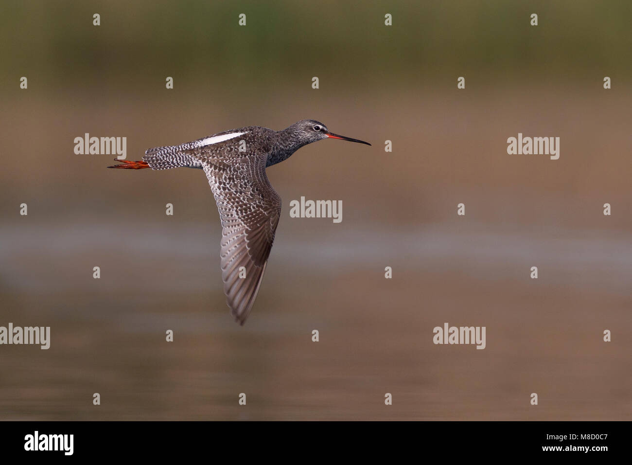 Zwarte Ruiter in vlucht, Spotted Redshank in flight Stock Photo - Alamy