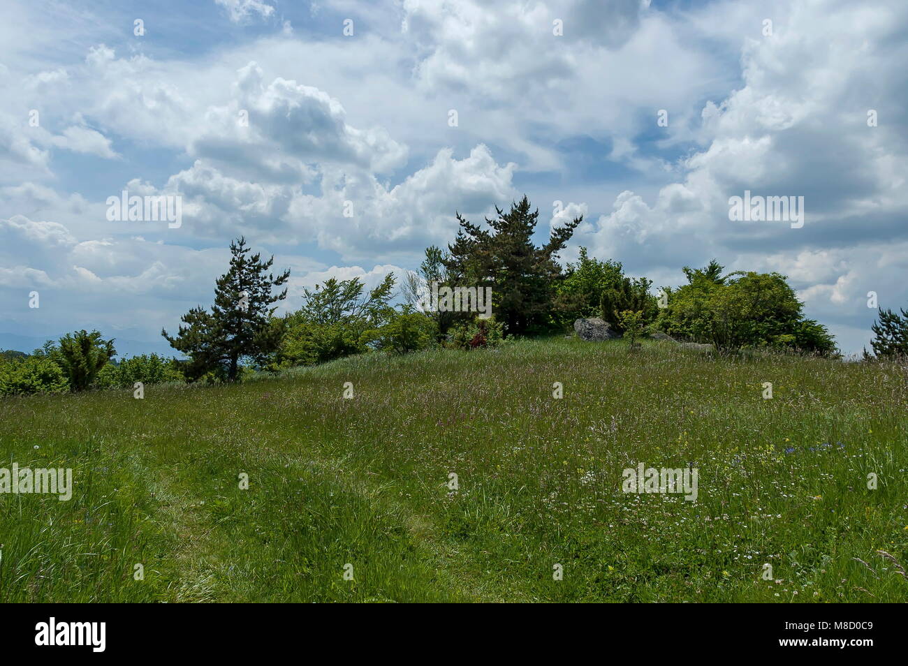 Majestic spring forest, fresh glade with different grass blossom ...