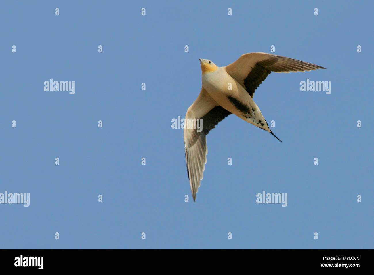 Spotted sandgrouse pterocles senegallus hi-res stock photography and ...