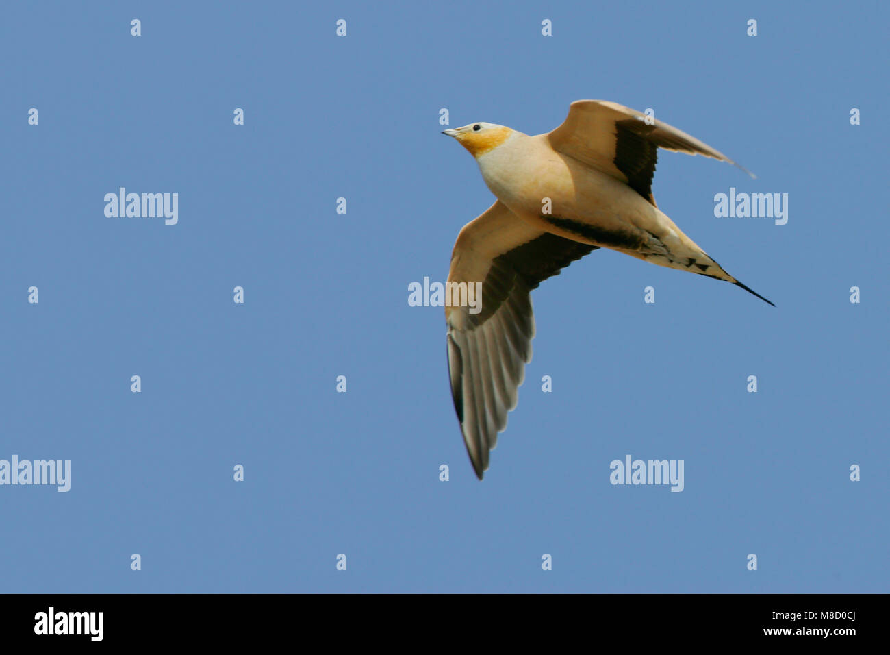 Spotted sandgrouse pterocles senegallus hi-res stock photography and ...
