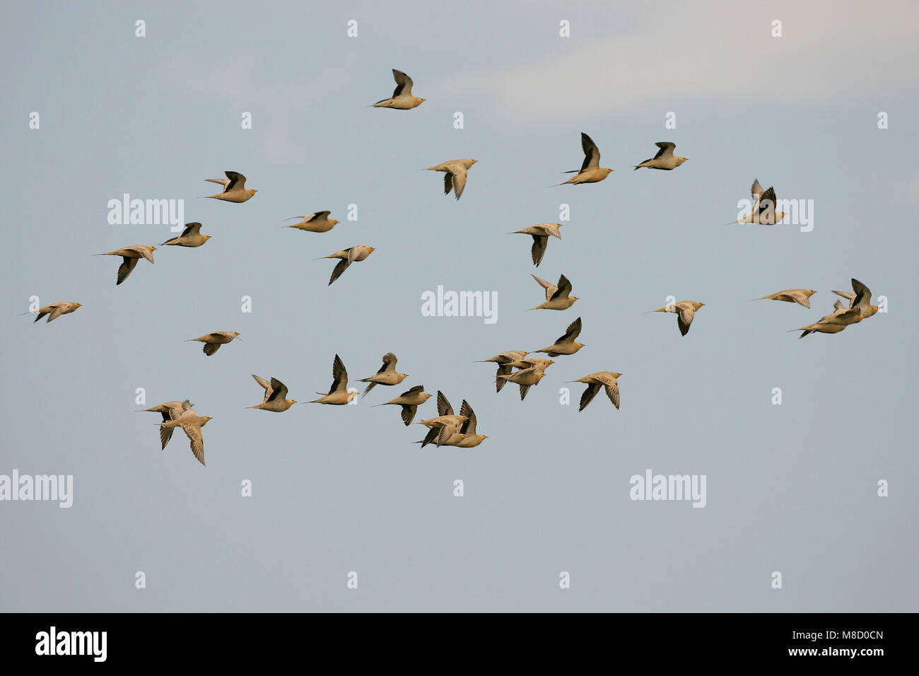 Spotted sandgrouse pterocles senegallus hi-res stock photography and ...