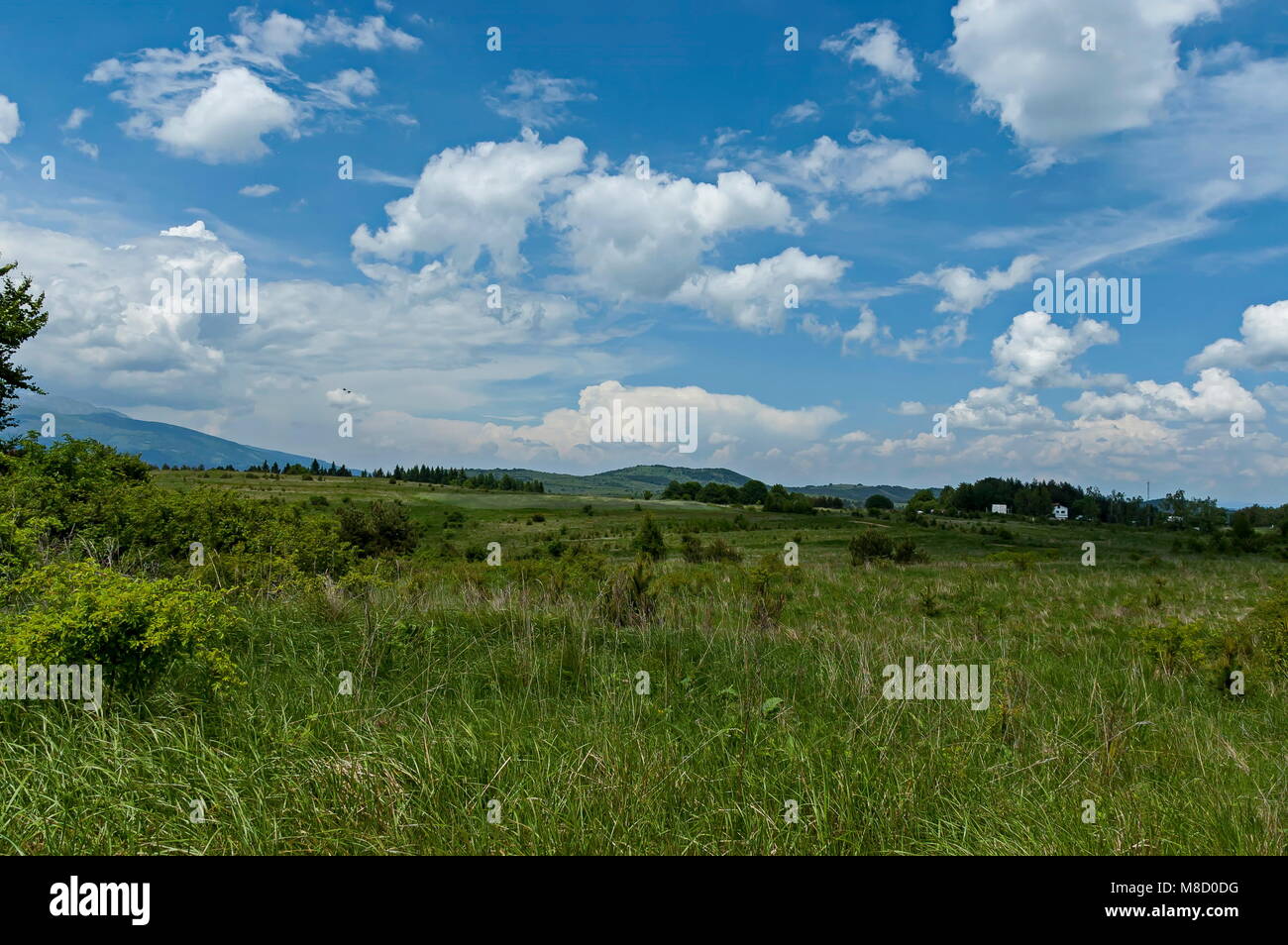 Majestic spring forest, fresh glade with different grass and blossom ...