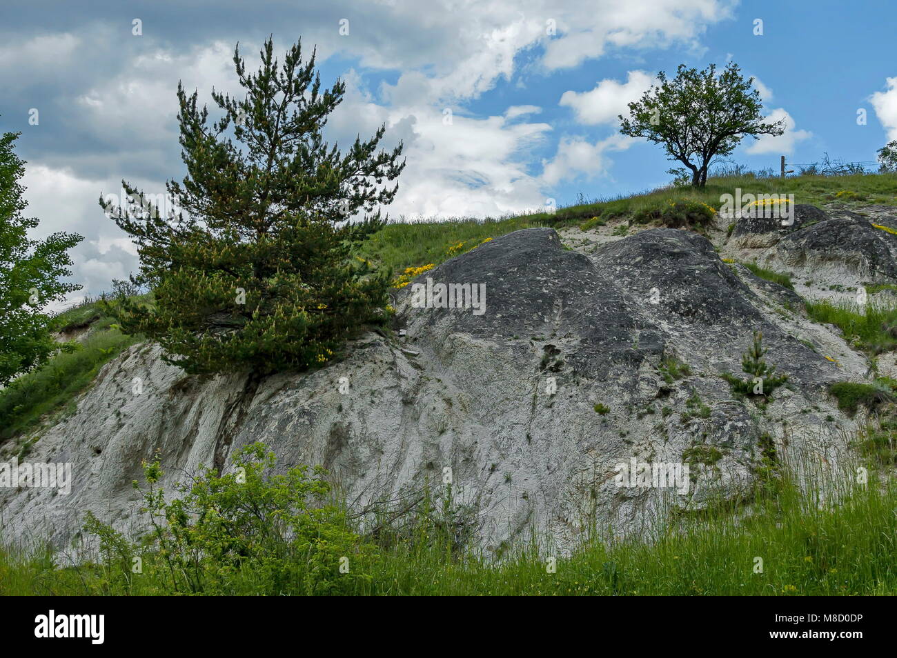Landscape of early summer pine tree in slope, green glade and fragrant ...